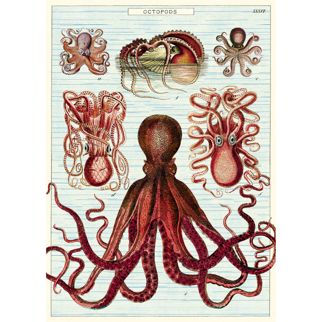 Octopods Poster – Western Australian Museum Store