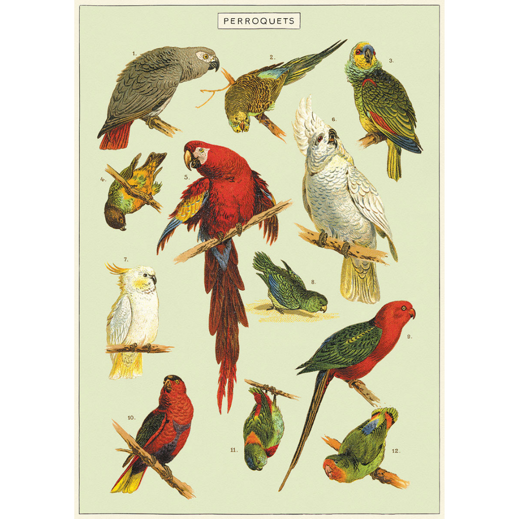 Parrots Poster – Western Australian Museum Store