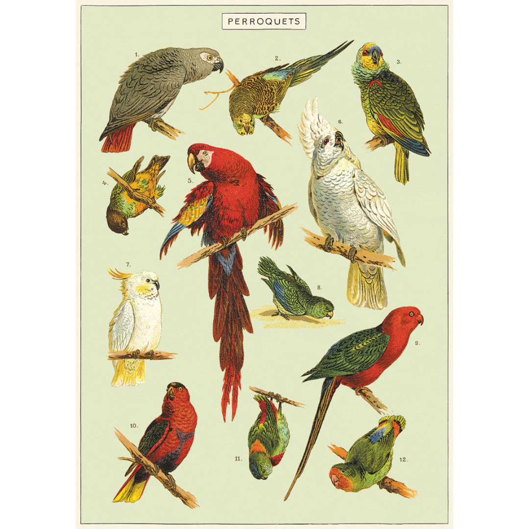 Parrots Poster – Western Australian Museum Store