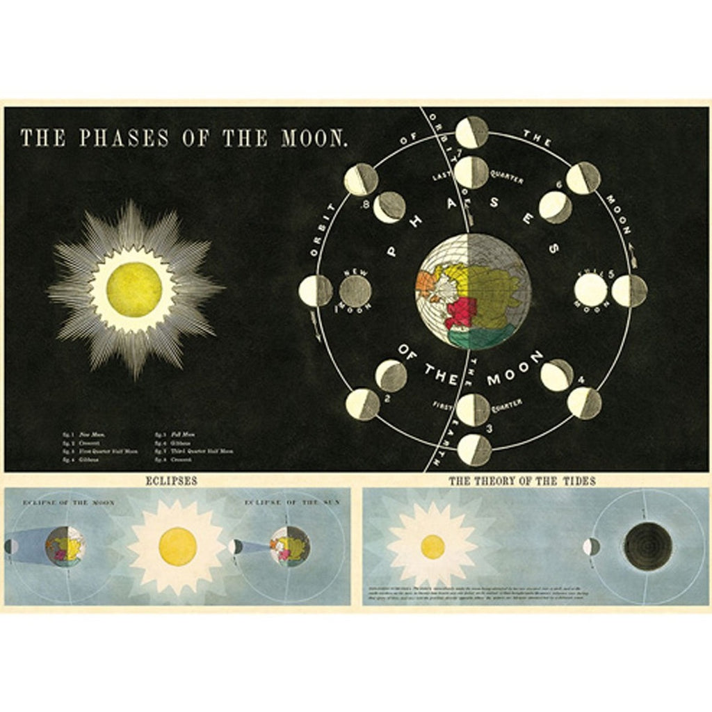 Phases of the Moon Poster – Western Australian Museum Store